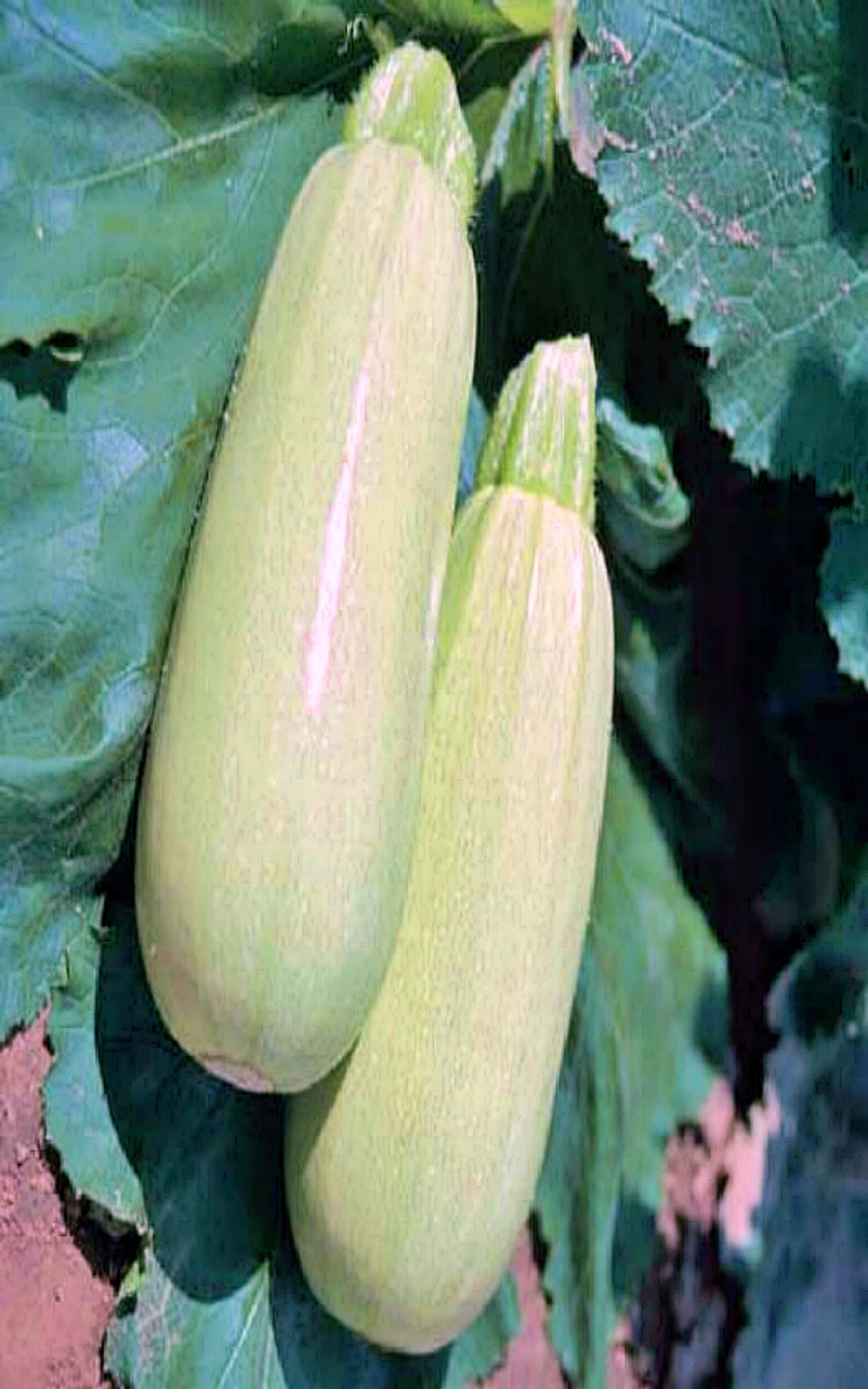 Trieste White Zucchini Summer Squash Heirloom Garden Seeds Naturally ...