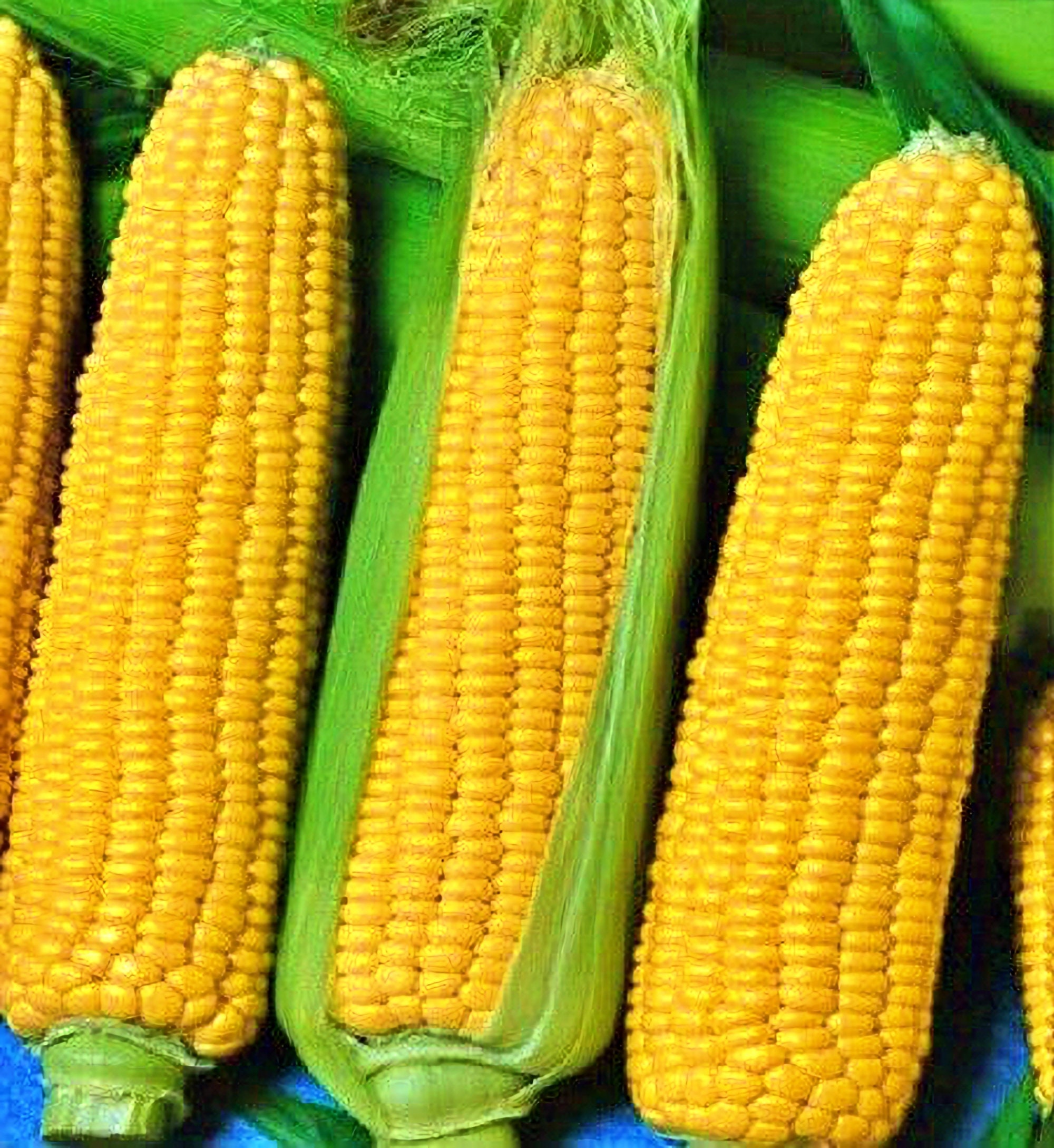Non Hybrid Field Corn Seeds