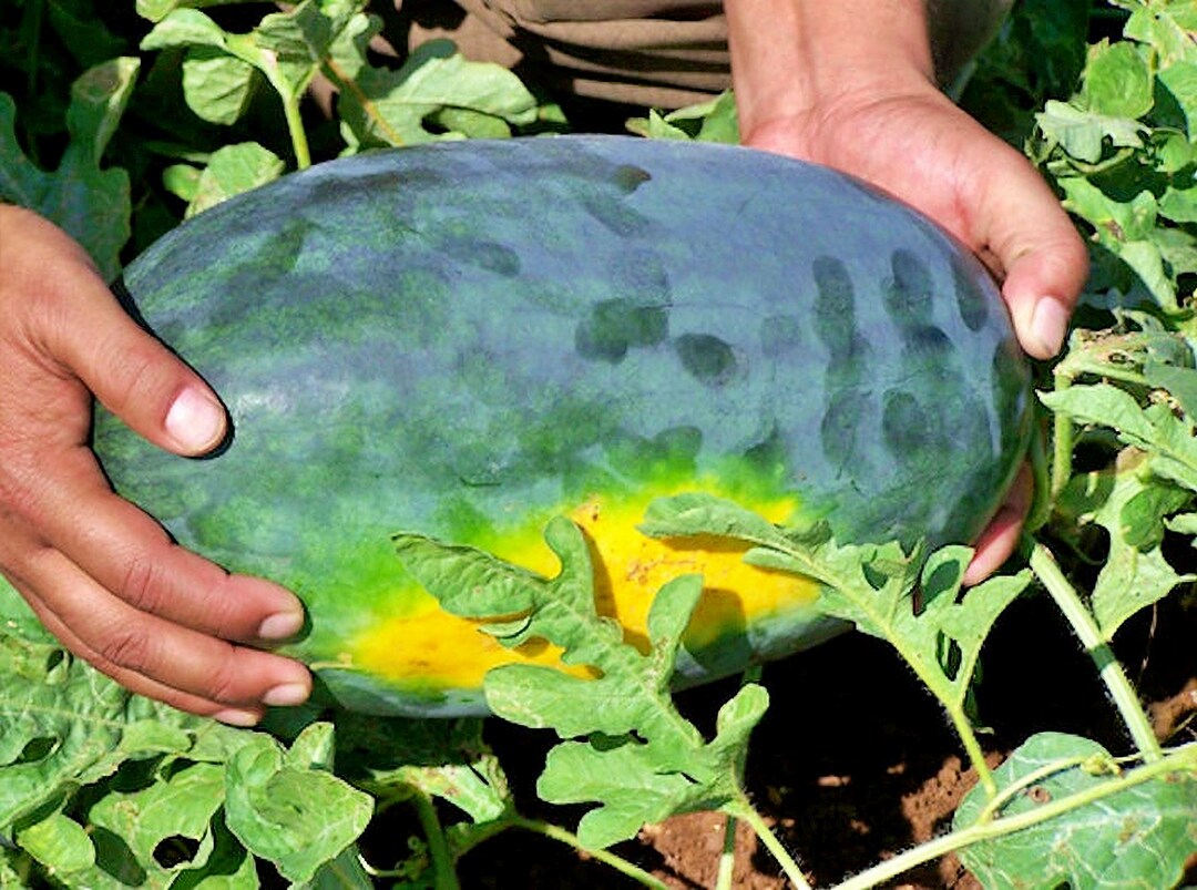 Black Diamond Yellow Belly, Watermelon, Heirloom Seeds, Melon Open ...