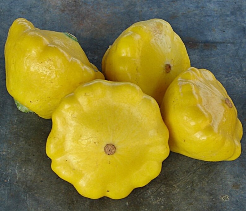 Yellow Scallop Summer Squash Heirloom Seeds | Etsy