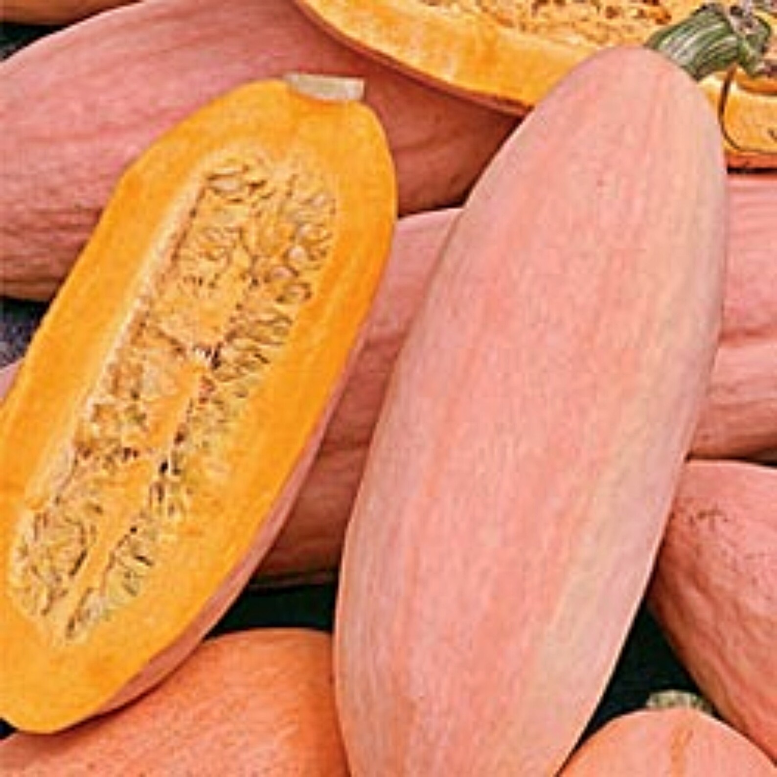 Jumbo Pink Banana Winter Squash Seeds / Heirloom Open | Etsy