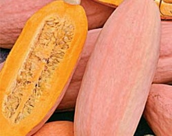 Pink Banana Squash Organic 4-inch pot Heirloom Craft Supplies & Tools ...