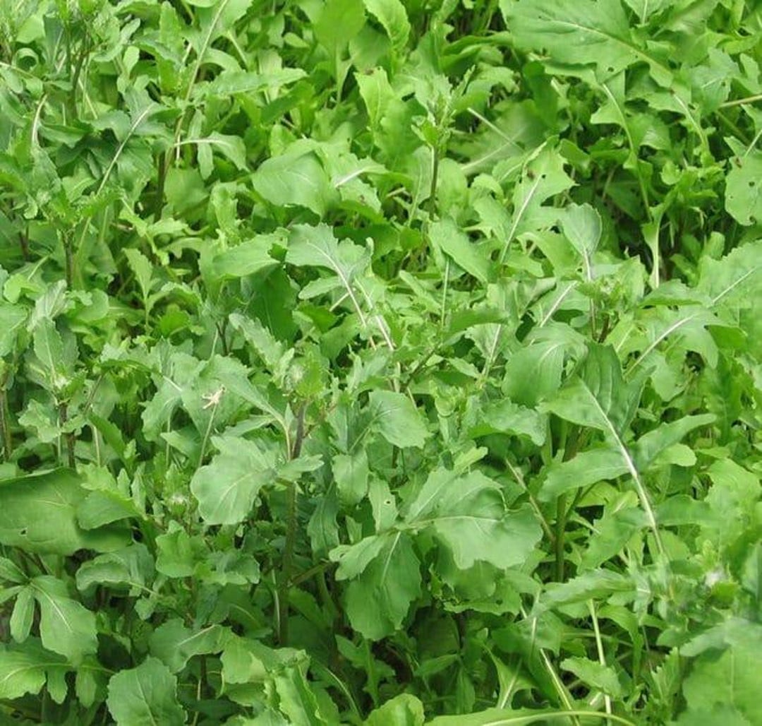 Arugula Rocket Seeds: Heirloom, Peppery Flavor Non-gmo, Open Pollinated ...