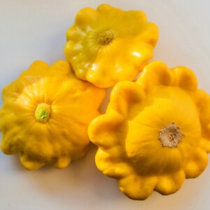 Yellow Scallop, Summer Squash, Heirloom Seeds, Open Pollinated ...