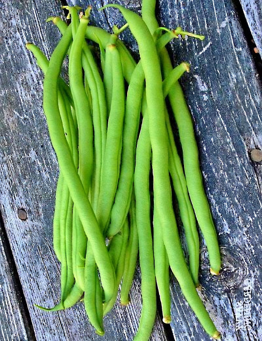 Bush Bean Seeds: Top Crop Heirloom Variety (stringless, Non-gmo) - Etsy