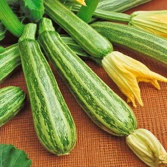 Italian Striped Zucchini Summer Squash Seeds Non-GMO | Etsy