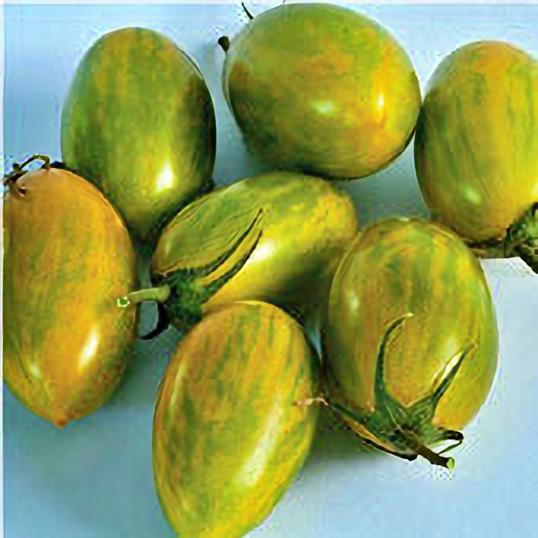 Green Tiger, Tomato, Heirloom Garden Seeds Grown to Organic Standards ...