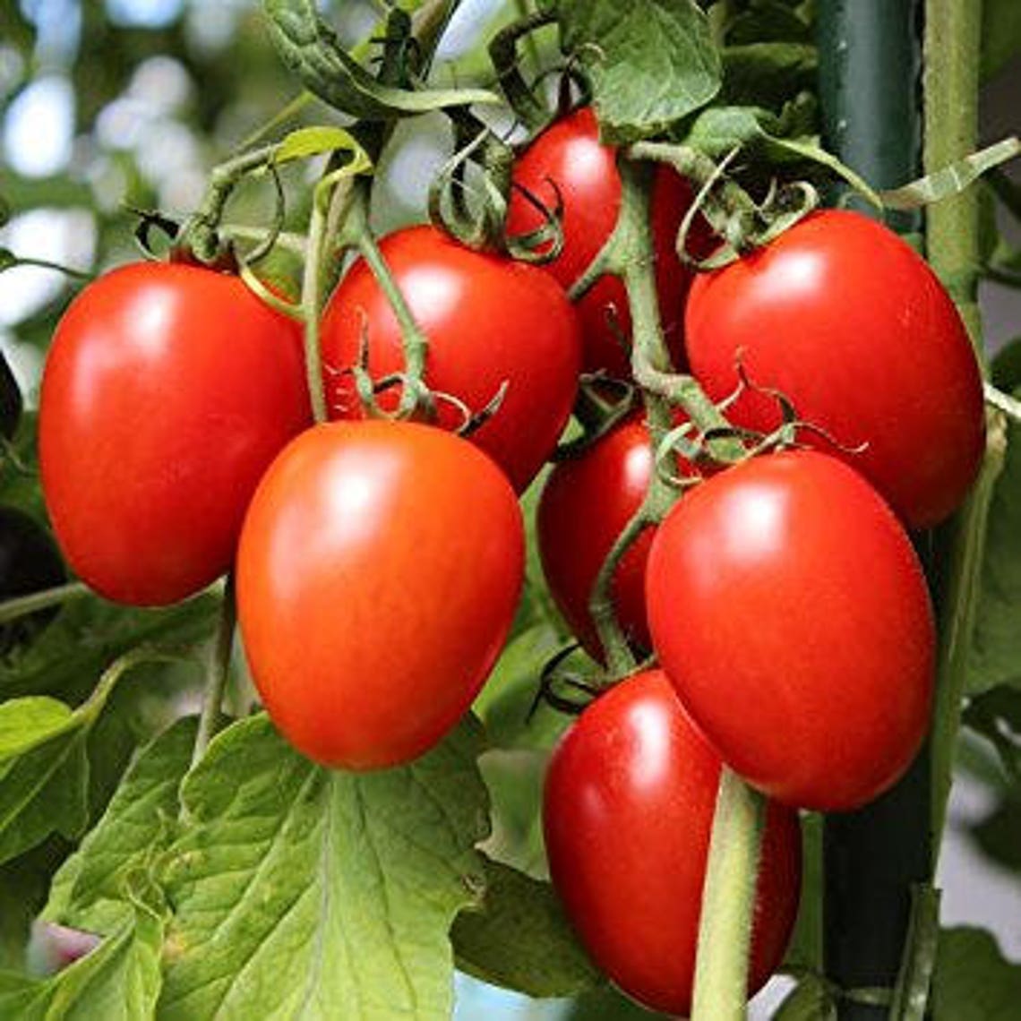 Rio Grande Tomato 30 Heirloom Seeds Seeds High Yields - Etsy