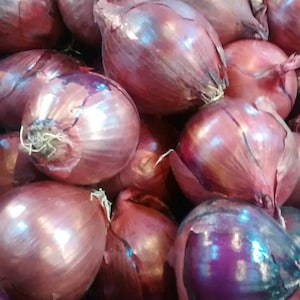 Ruby Red, Onion, Heirloom Seeds, Open Pollinated Container Gardening ...