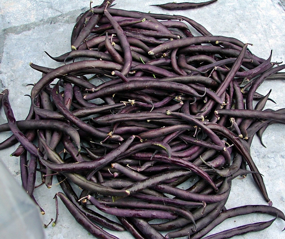 Purple Podded, Pole Beans, Heirloom Garden Seed Stringless Fresh Flavor ...