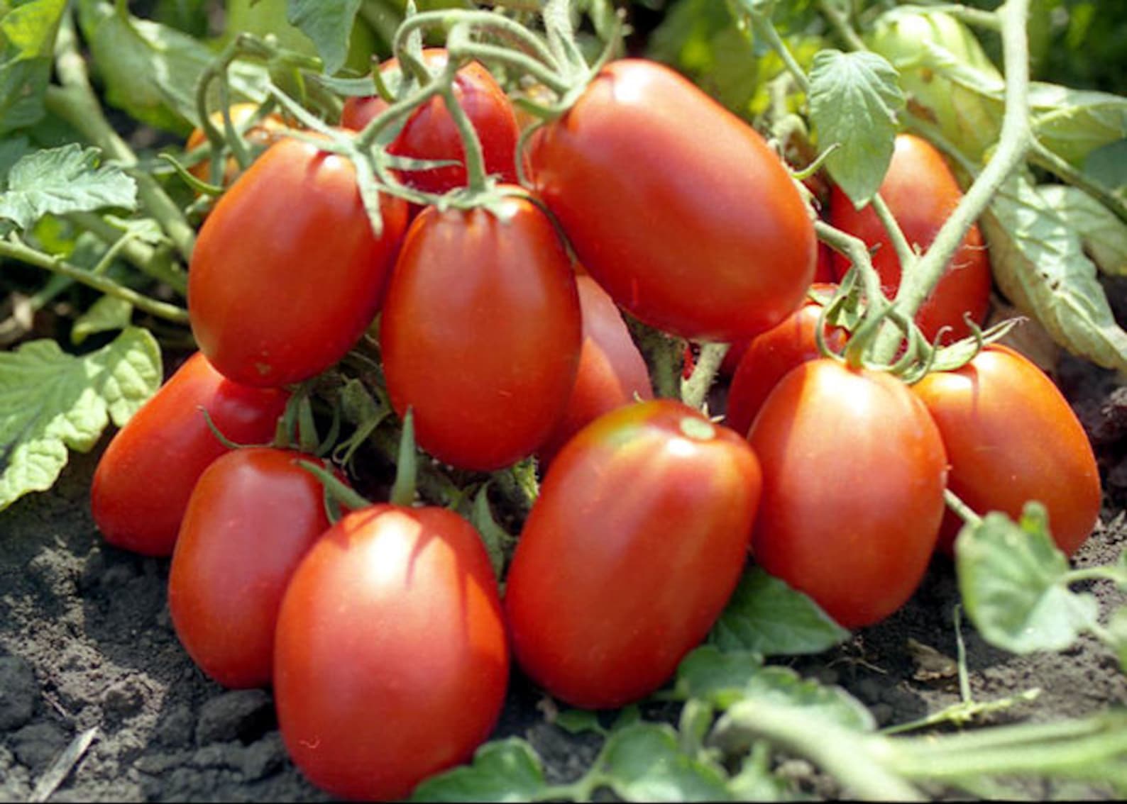 Rio Grande Tomato 30 Heirloom Seeds Seeds High Yields - Etsy