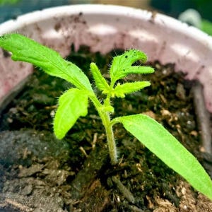 Jory Tomato Seeds: Heirloom, Open Pollinated, Non-gmo - Etsy