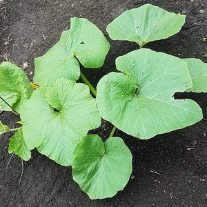 Hopi Orange Winter Squash Seeds: Heirloom, Non-gmo - Etsy