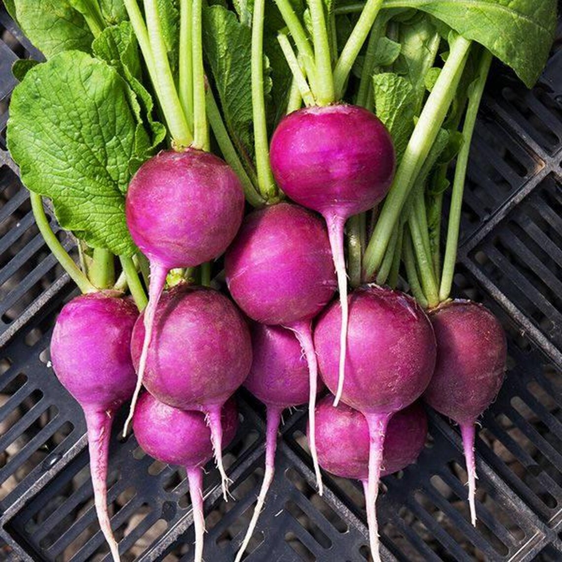 Purple Plum, Radish, Heirloom Seeds: Garden Gourmet Non-gmo - Etsy