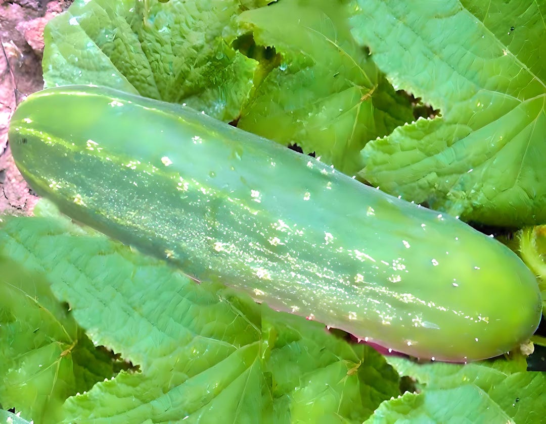 Straight Eight, Cucumber, Heirloom Garden Seeds Superb Variety ...