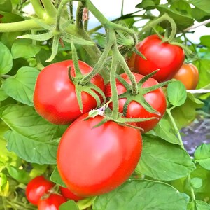 Northern Ruby Paste, Tomato, Heirloom Seeds, Grown to Organic Standards Open Pollinated ...