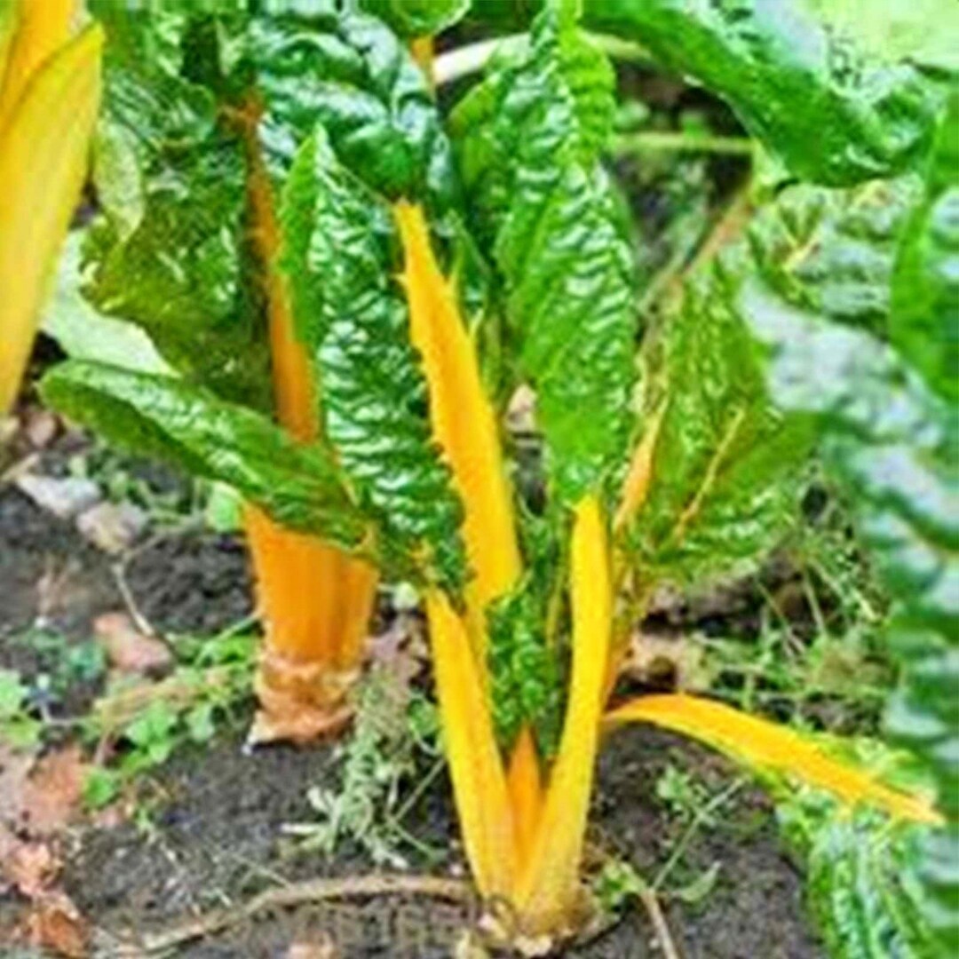 Canary Yellow, Swiss Chard, Heirloom Garden Seeds Open Pollinated ...