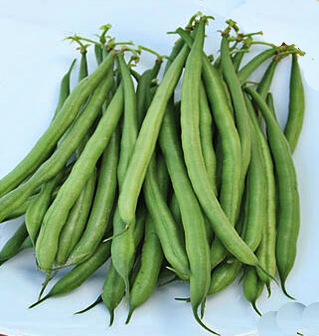 French Garden, Bush Bean, Heirloom Seeds - Etsy