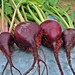 Lutz Long Season Beet Seeds: Heirloom Winter Keeper, Non-gmo - Etsy