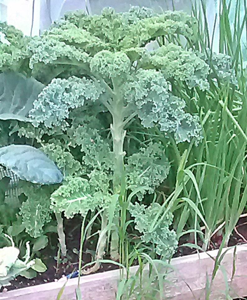 Vates Blue Curled Scotch Kale Heirloom Garden Seeds Vegetable - Etsy