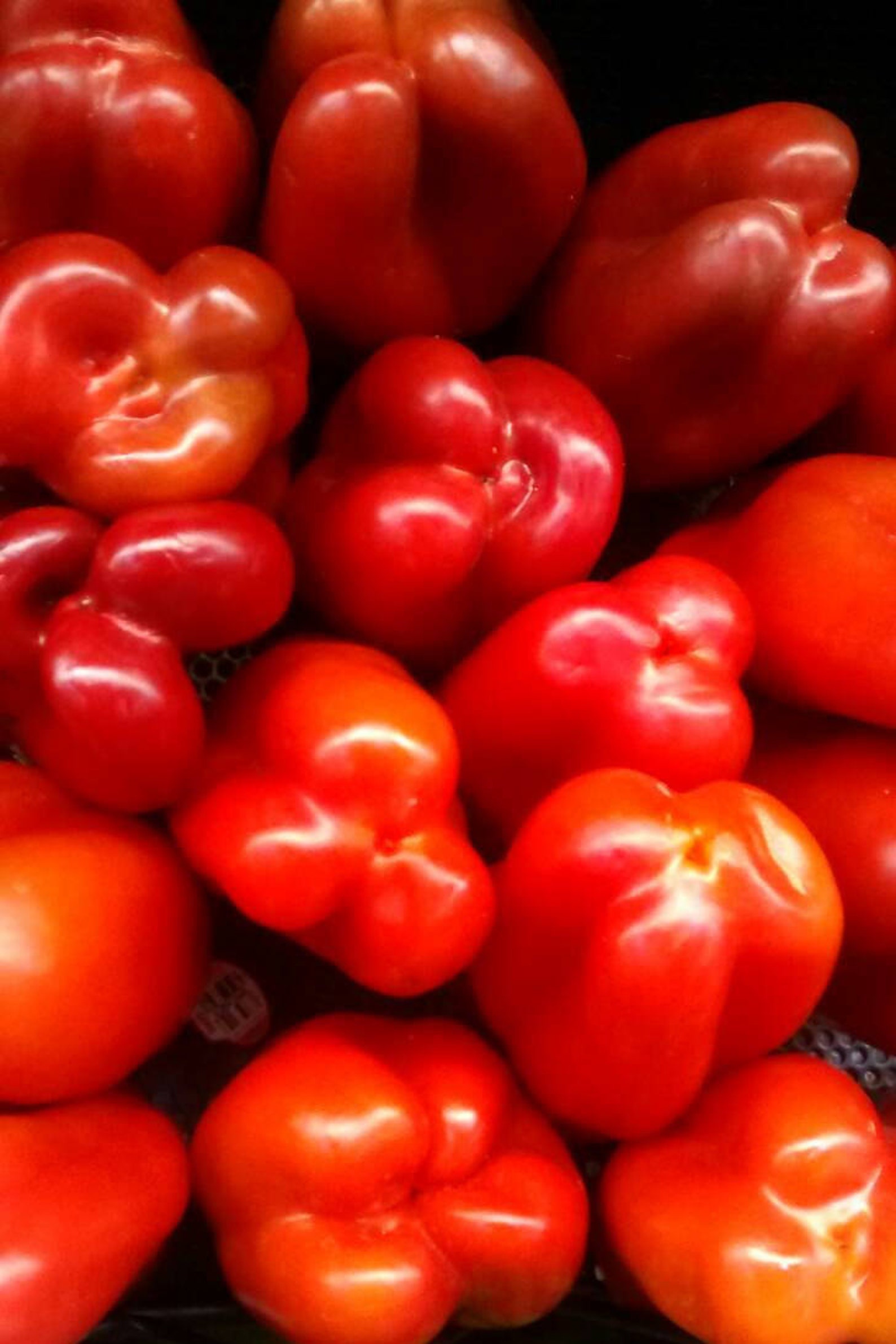 King of the North Sweet Bell Pepper Seeds / Seeds Naturally - Etsy