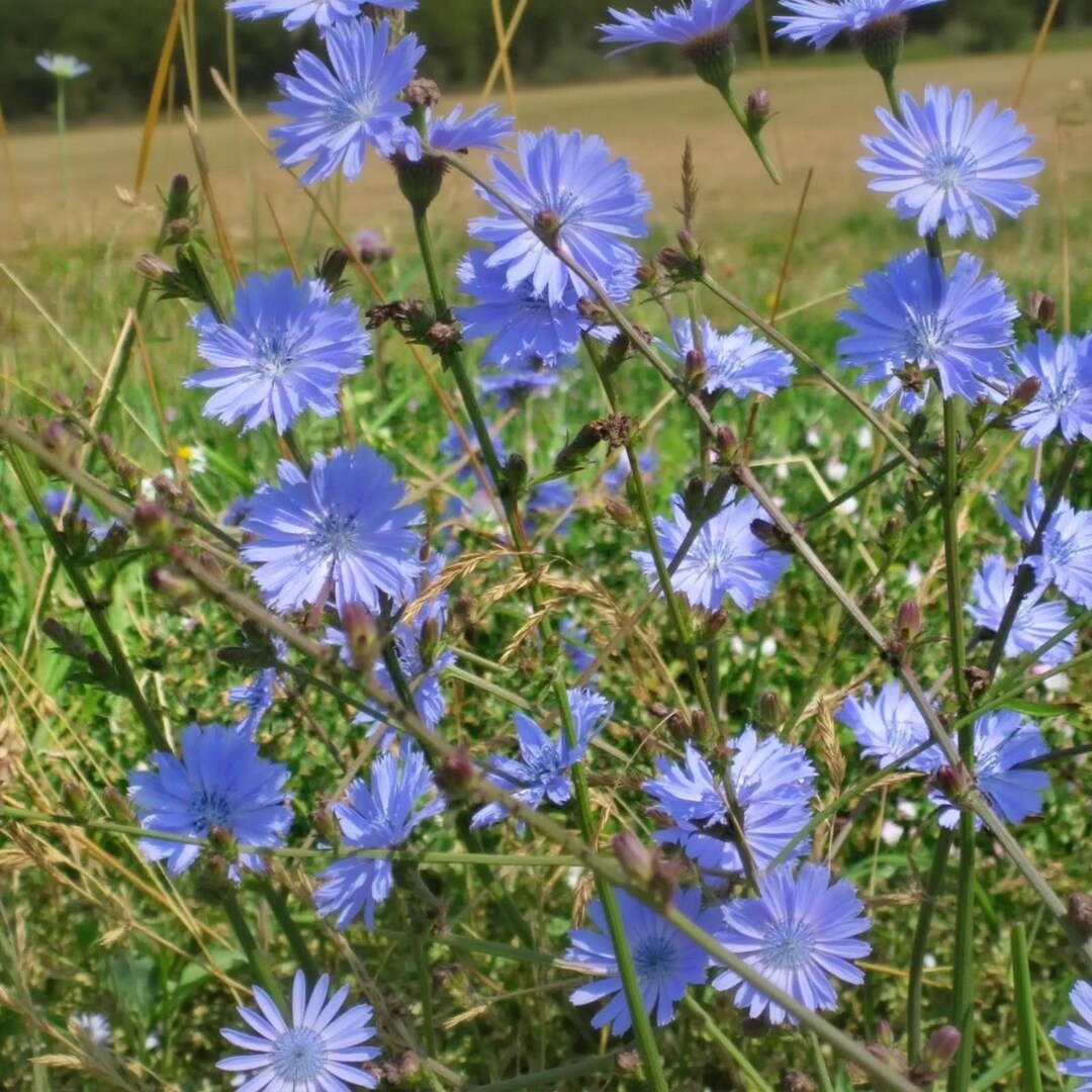 Italian Dandelion, Chicory Seeds: Heirloom Leafy Salad Greens (organic ...