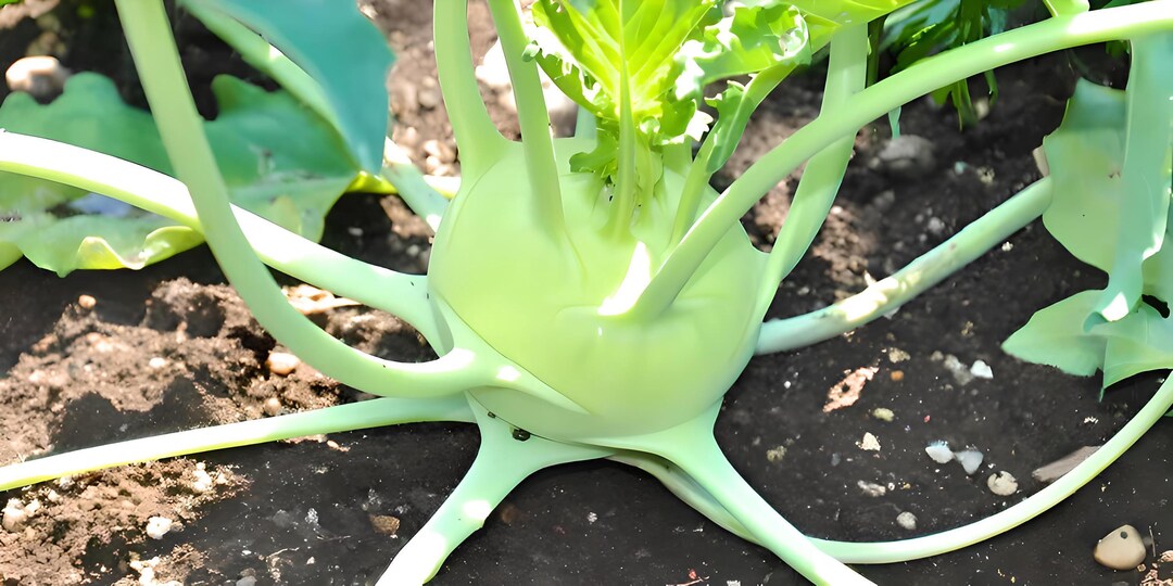 Early White Vienna, Kohlrabi Seeds: Cold Hardy Heirloom - Etsy