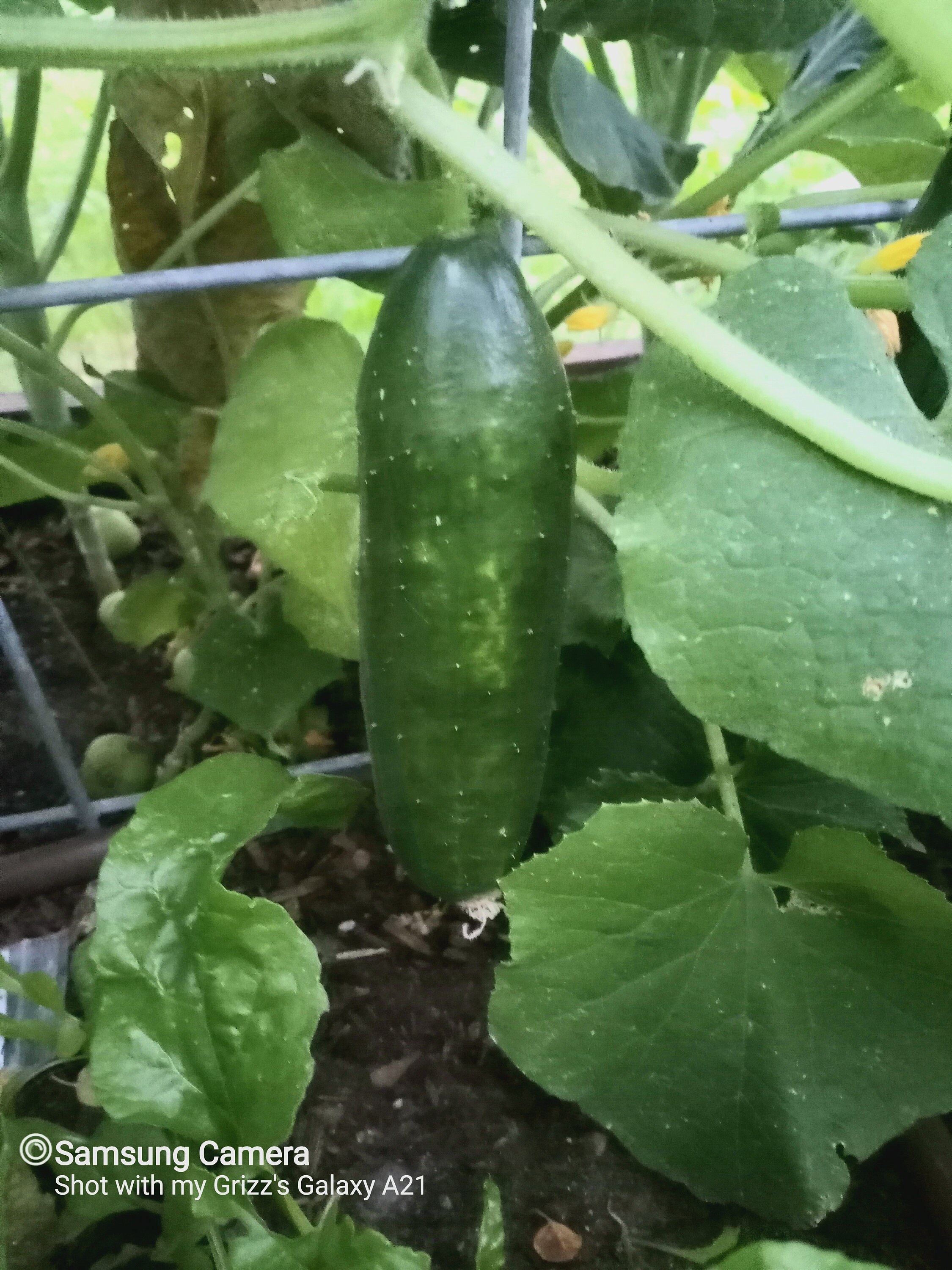 Beit Alpha Cucumber Seeds / Heirloom Garden Non-gmo - Etsy