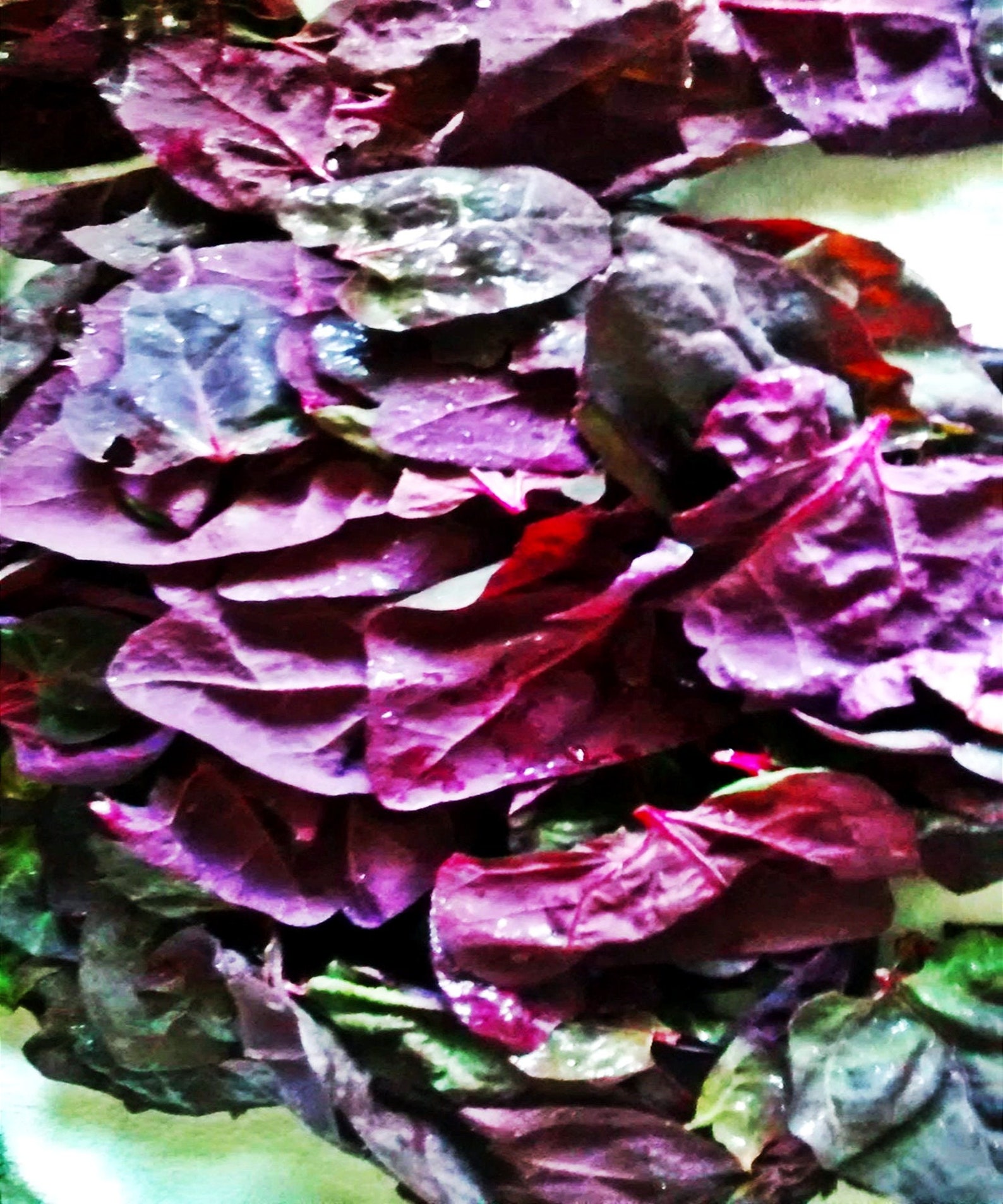 Orach Purple Mountain Spinach Heirloom Seeds Open Pollinated - Etsy