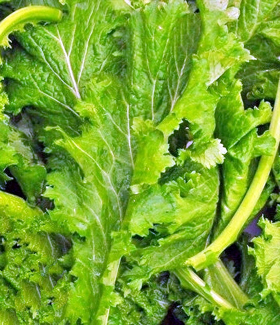 Old Fashioned, Mustard, 500 Heirloom Garden Seeds Salad Greens Open ...