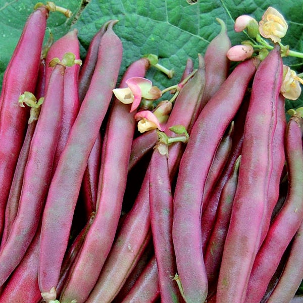 Heirloom Bean Seed - Etsy