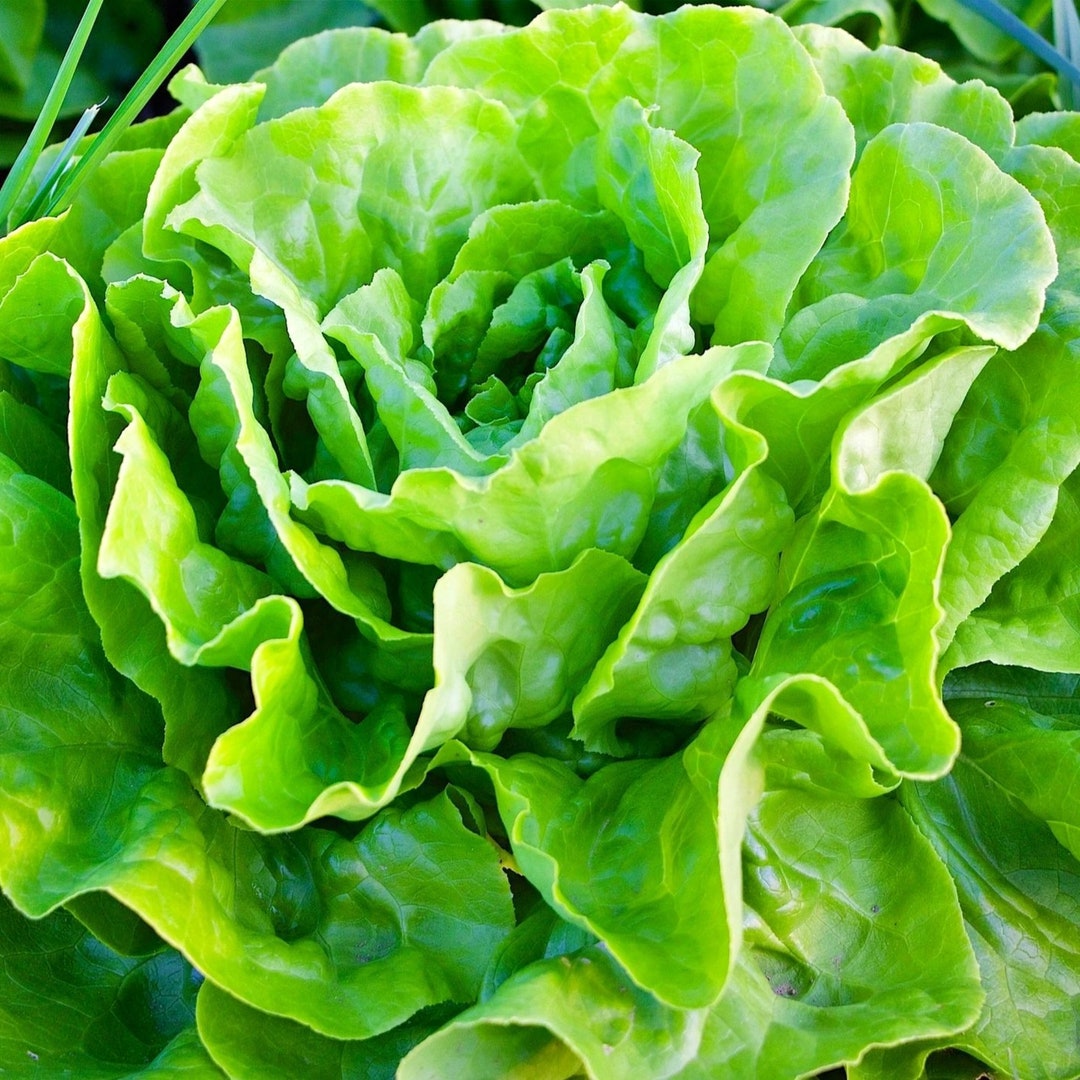 Kagraner Sommer, Lettuce, Heirloom Garden Seeds Window Box Vegetable ...