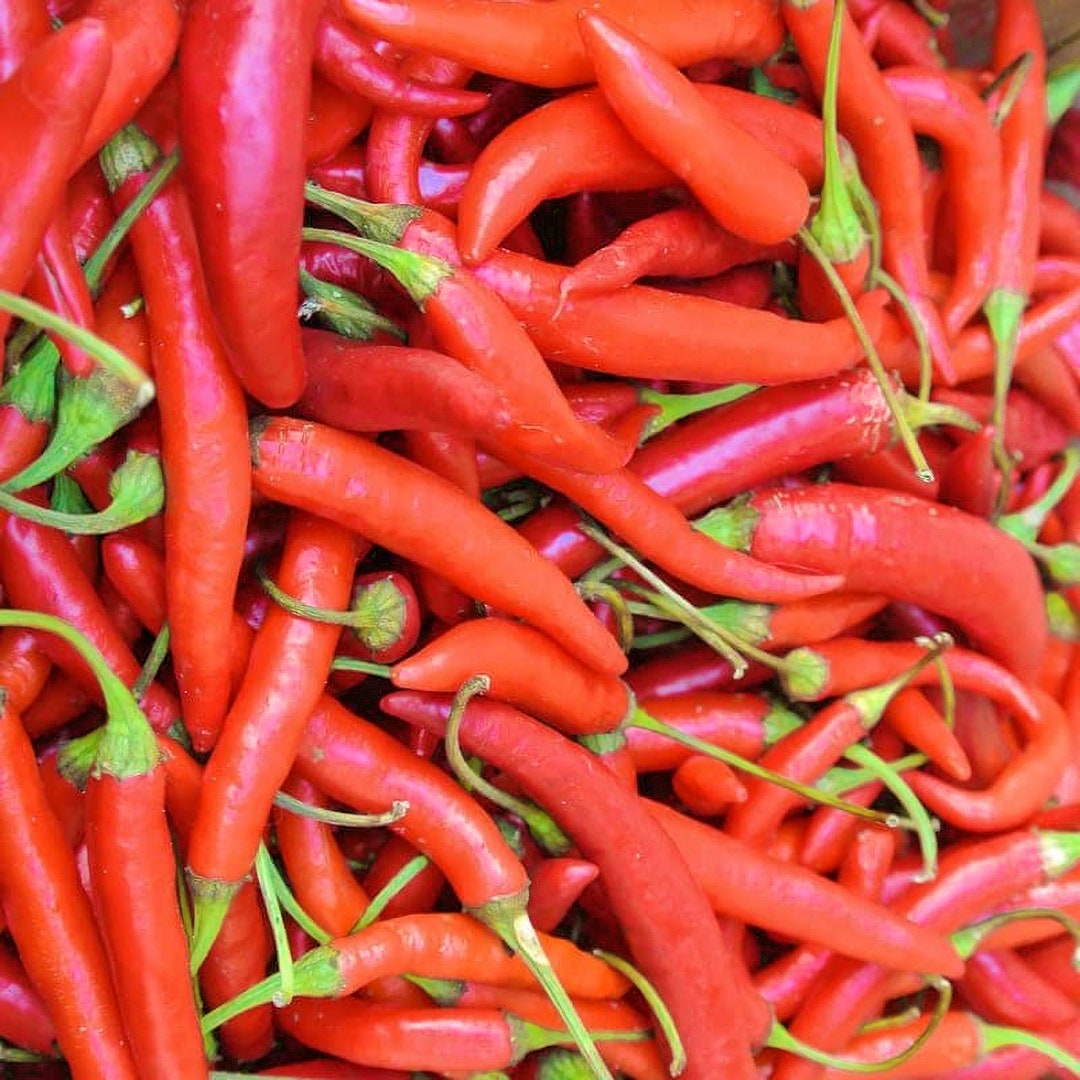 Heirloom Thai Chili Seeds: Very Hot, Non-gmo - Open Pollinated - Etsy