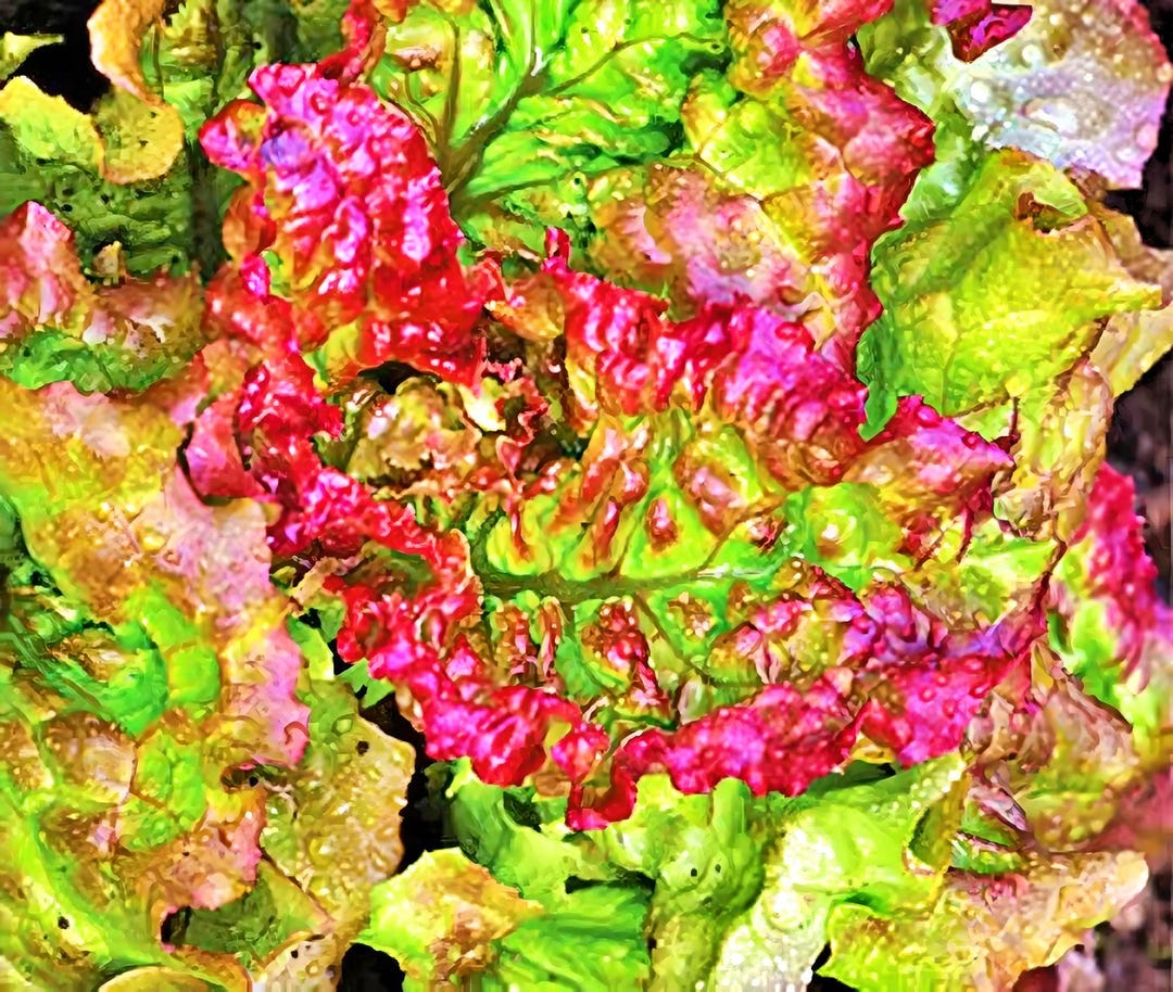Prizehead, Leaf Lettuce Seeds: Tender Crisp Leaves (heirloom, Non-gmo ...