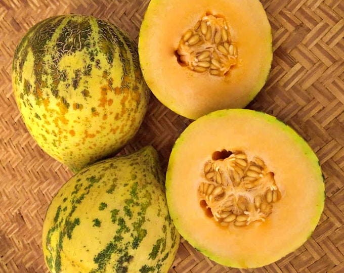 D'alger Melon Seeds - Etsy