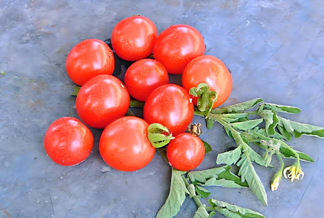Mexico Midget, Tomato, Heirloom Seeds, Open Pollinated Container ...