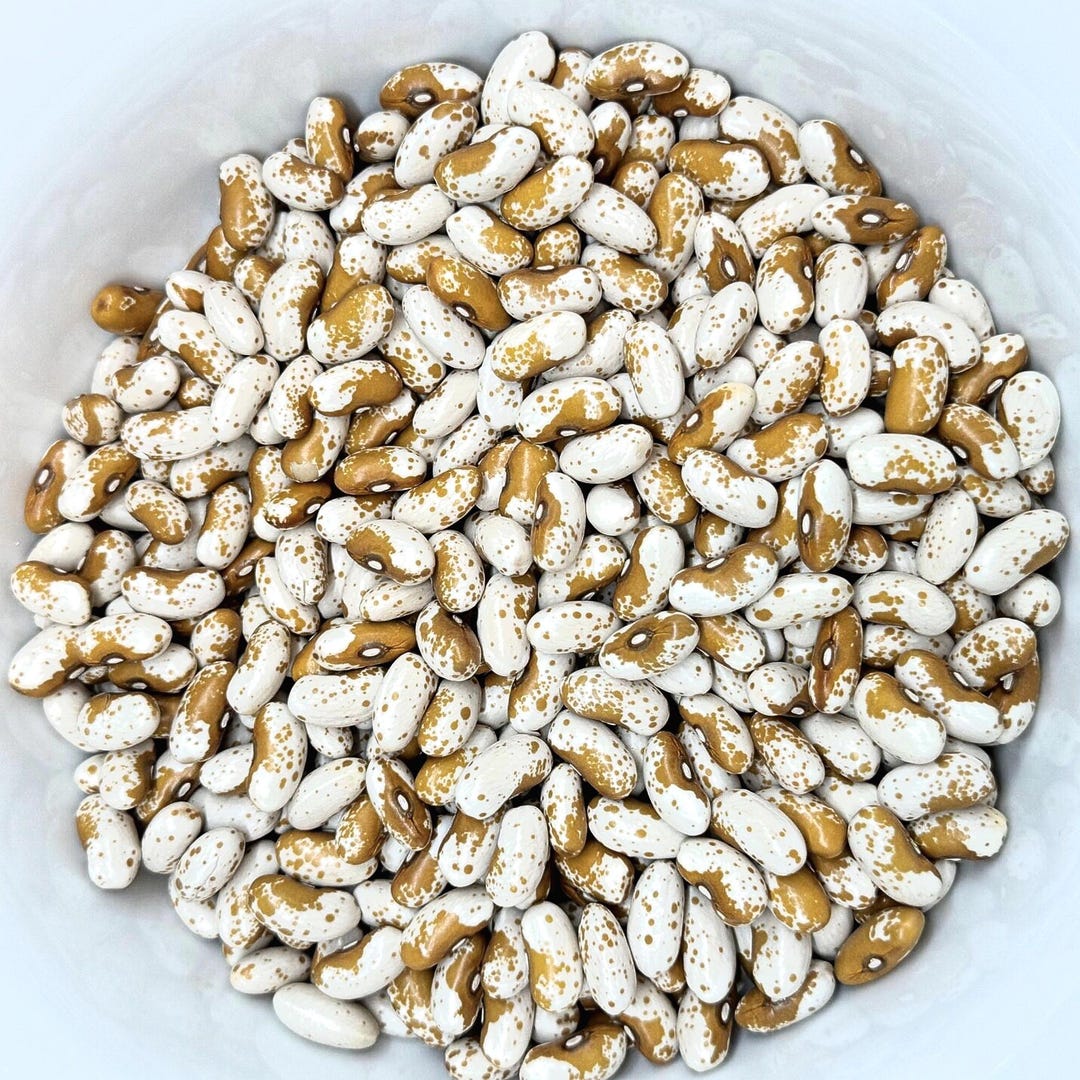 Jacob's Cattle Gold Beans: Heirloom Bush, Sweet Creamy Flavor - Etsy