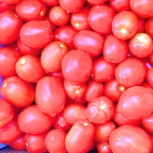 Northern Ruby Paste, Tomato, Heirloom Seeds, Grown to Organic Standards Open Pollinated ...