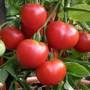Polar Beauty, Tomato, Heirloom Garden Seeds Garden Seed Non-gmo 30 ...