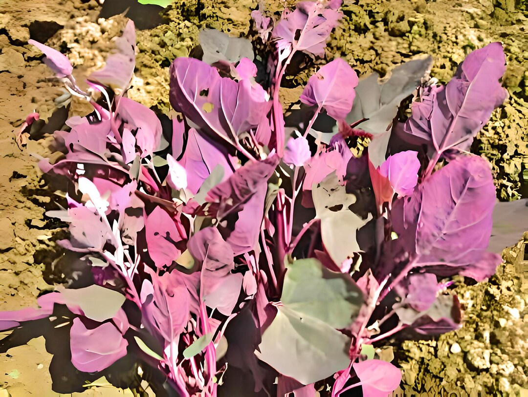 Orach Purple Mountain, Spinach, Heirloom Seeds, Open Pollinated ...