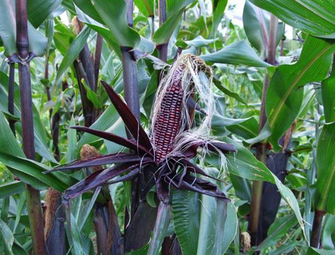 Double Red, Sweet Corn Seeds: Heirloom Garden Vegetable Gardening Non ...