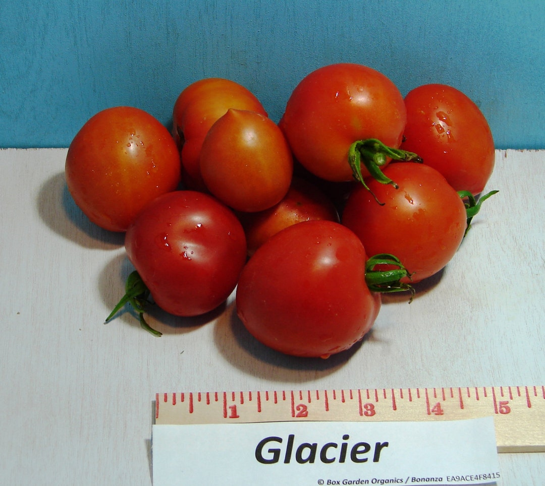 Glacier, Tomato, Heirloom Seeds, Early Season Grown to Organic Standards Open Pollinated ...