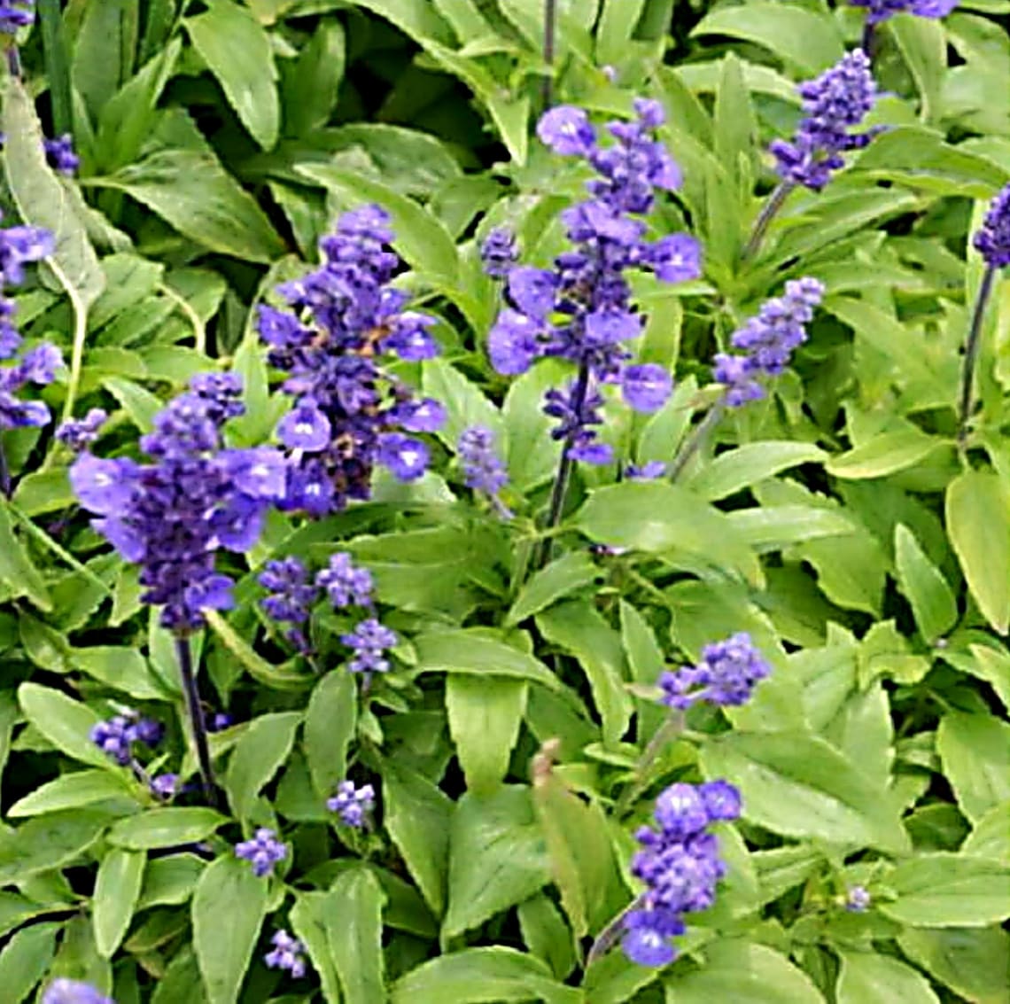 Salvia Hispanica