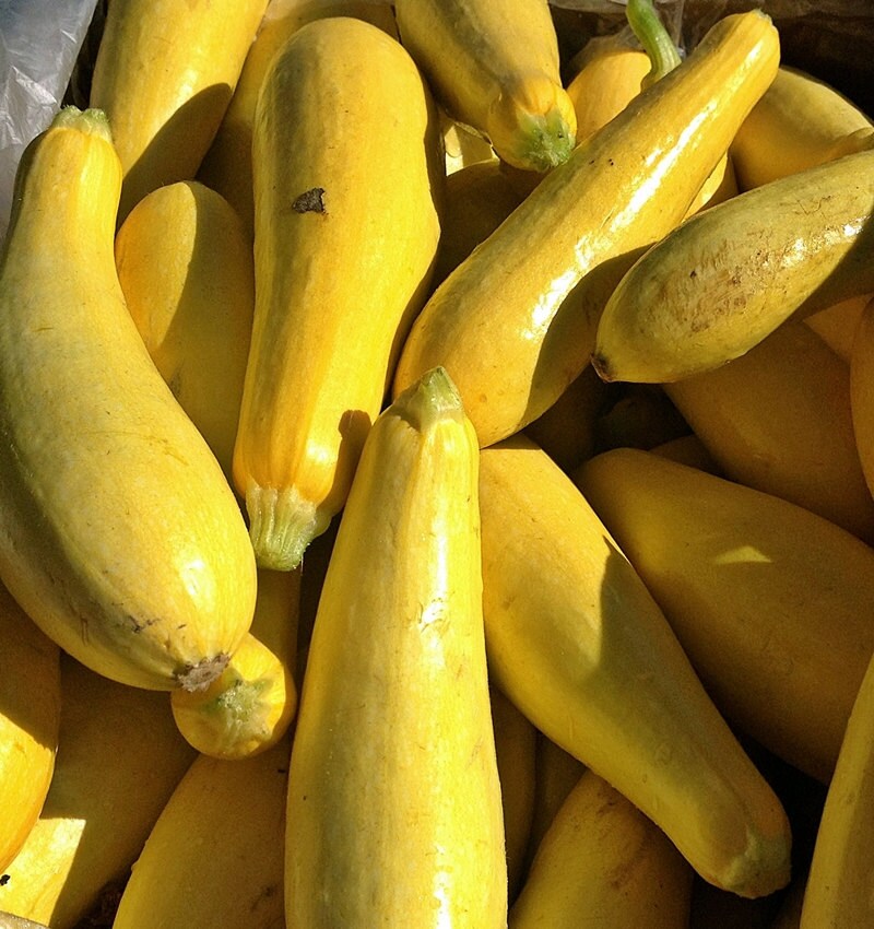 Early Prolific Straightneck, Summer Squash, Heirloom Garden Seeds ...
