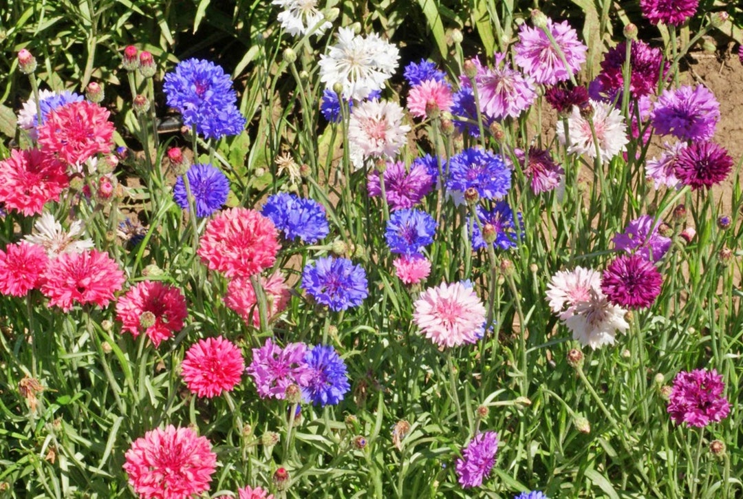 Cornflower, Mix, Heirloom Garden Seeds Open Pollinated Non GMO - Etsy