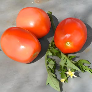 Northern Ruby Paste, Tomato, Heirloom Seeds, Grown to Organic Standards Open Pollinated ...