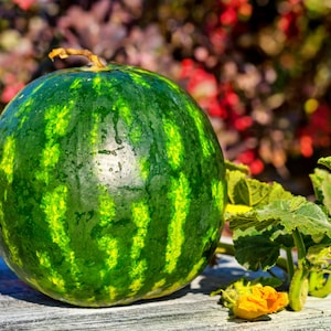 Cal Sweet Bush, Watermelon, Heirloom Seeds, Open Pollinated Vegetable ...