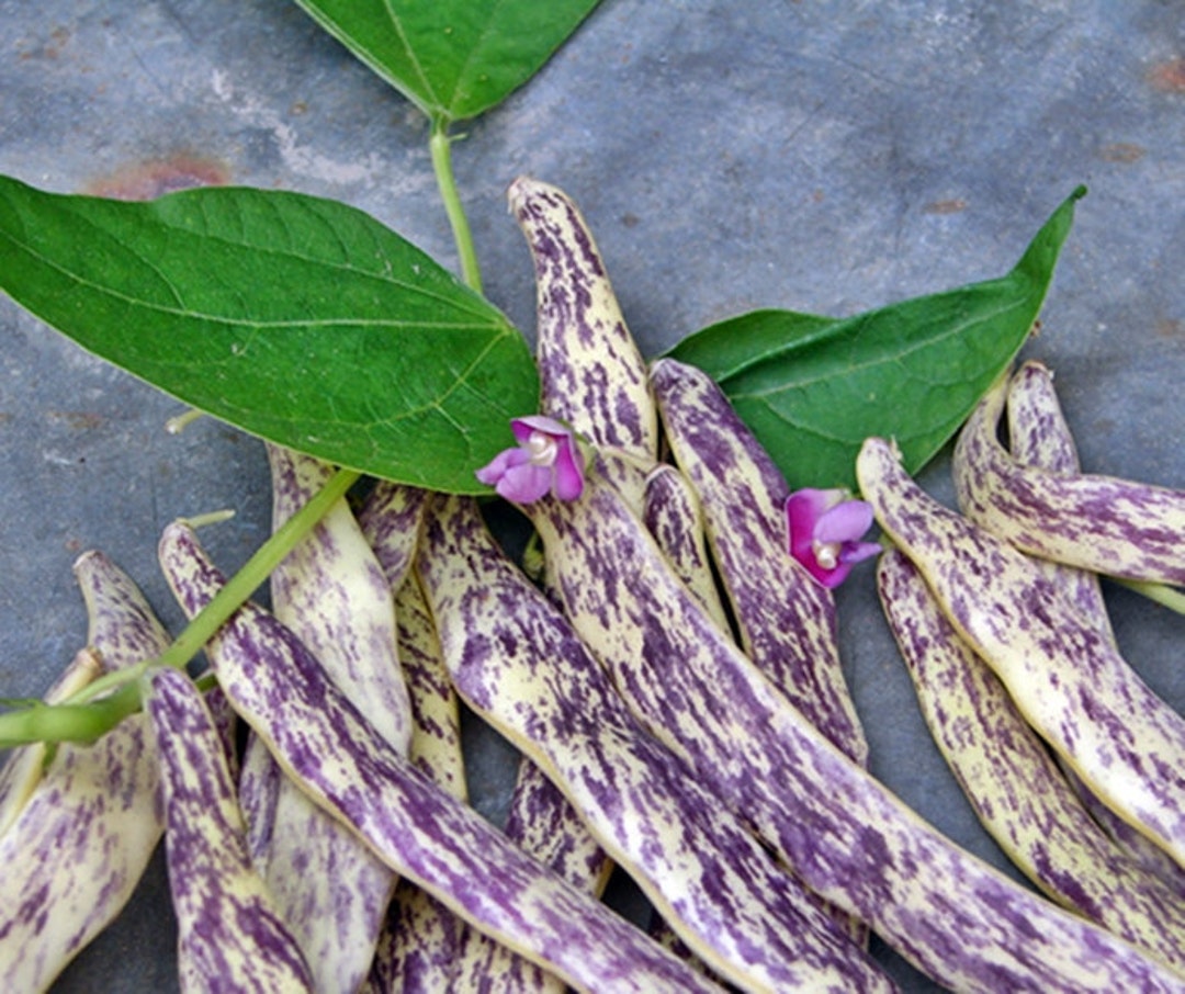 Dragon Tongue, Bush Beans, Heirloom Garden Seeds Open Pollinated ...