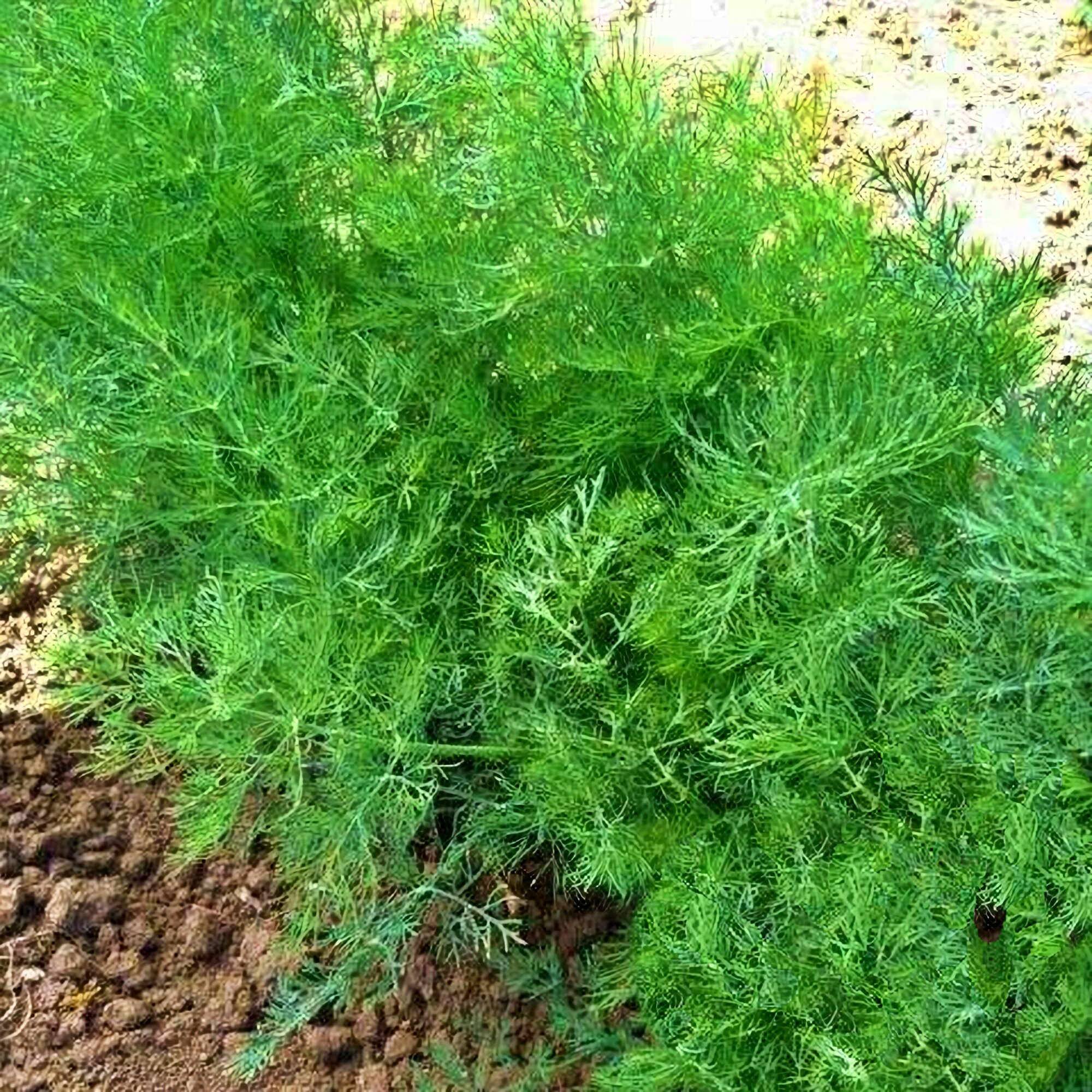 Container Gardening Dill