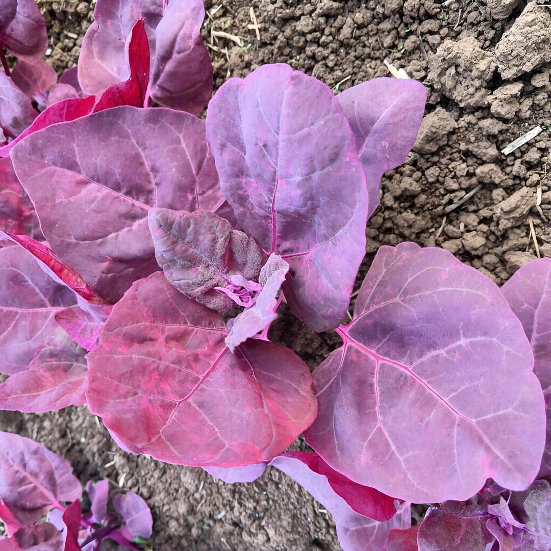 Red Flash, Orach Mountain Spinach Seeds: Variety With Magenta Leaves - Etsy